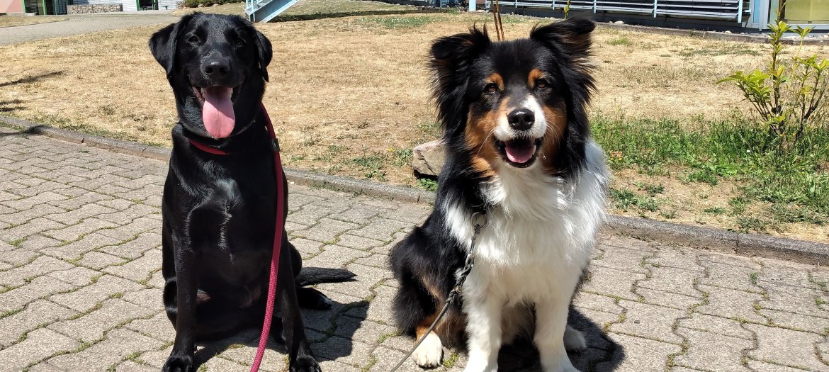 Schulhunde | Göttenbach-Gymnasium